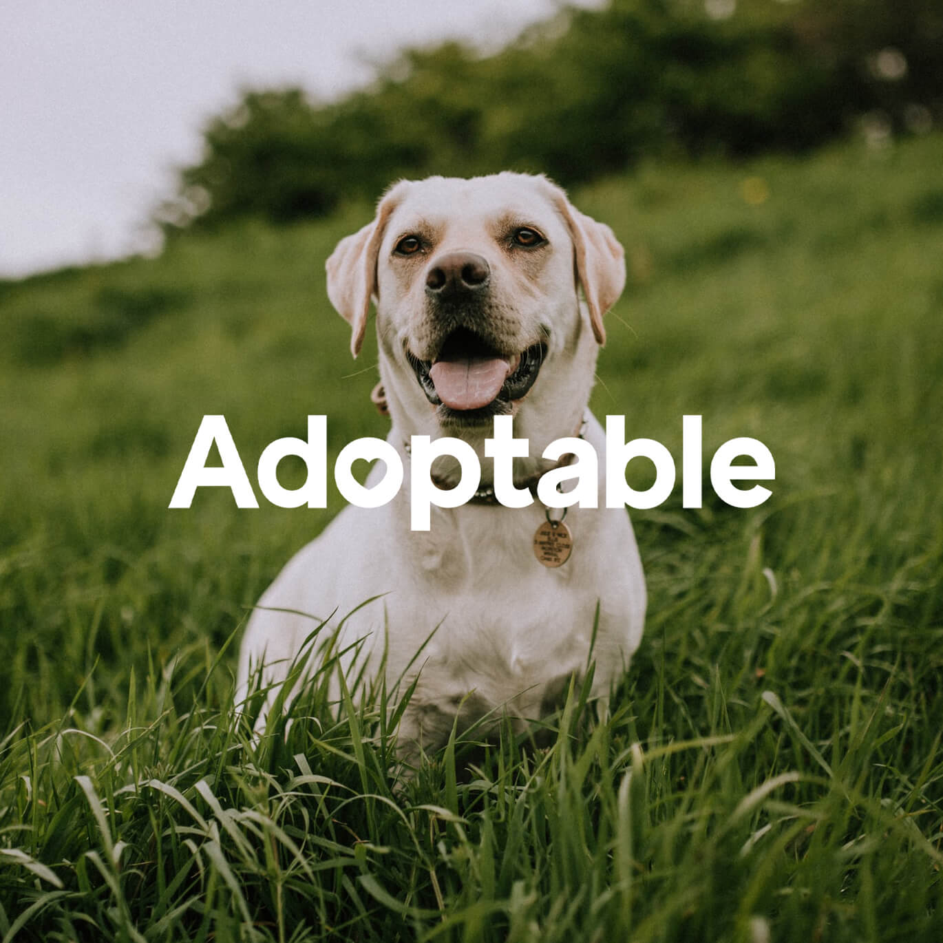 Adoptable - Website for Dog Rescue in Spain ~ Jack M Design Co.